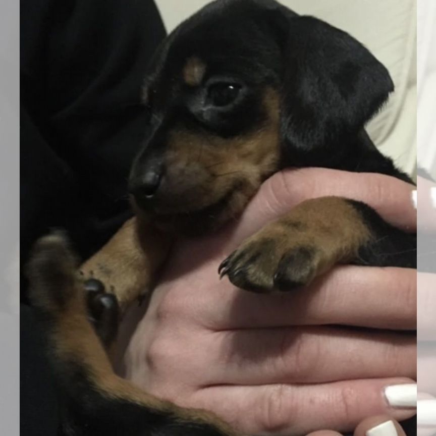 Такса, щенок