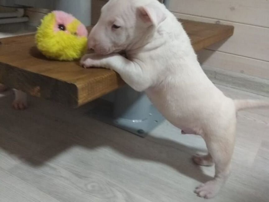 Щенок бультерьер