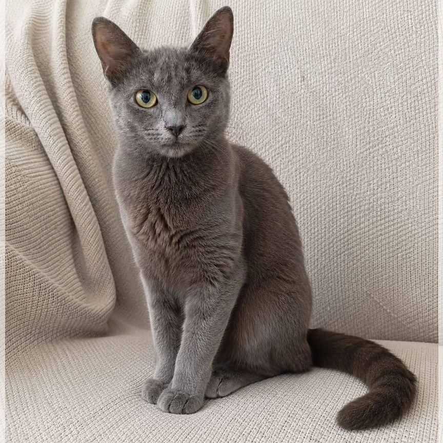 Русский голубой котёнок
