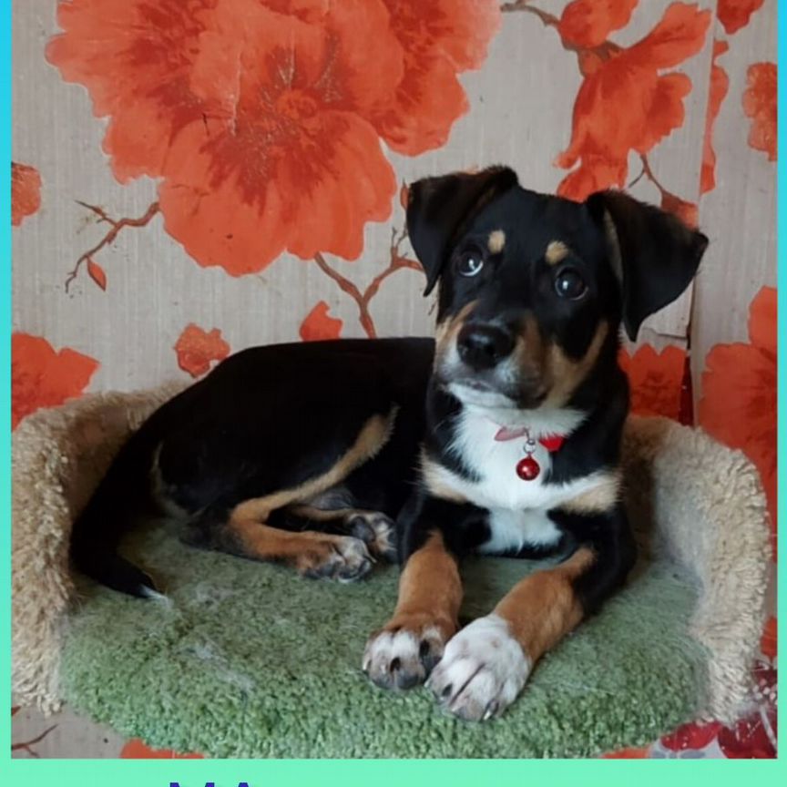 Щенок мальчик в добрые руки