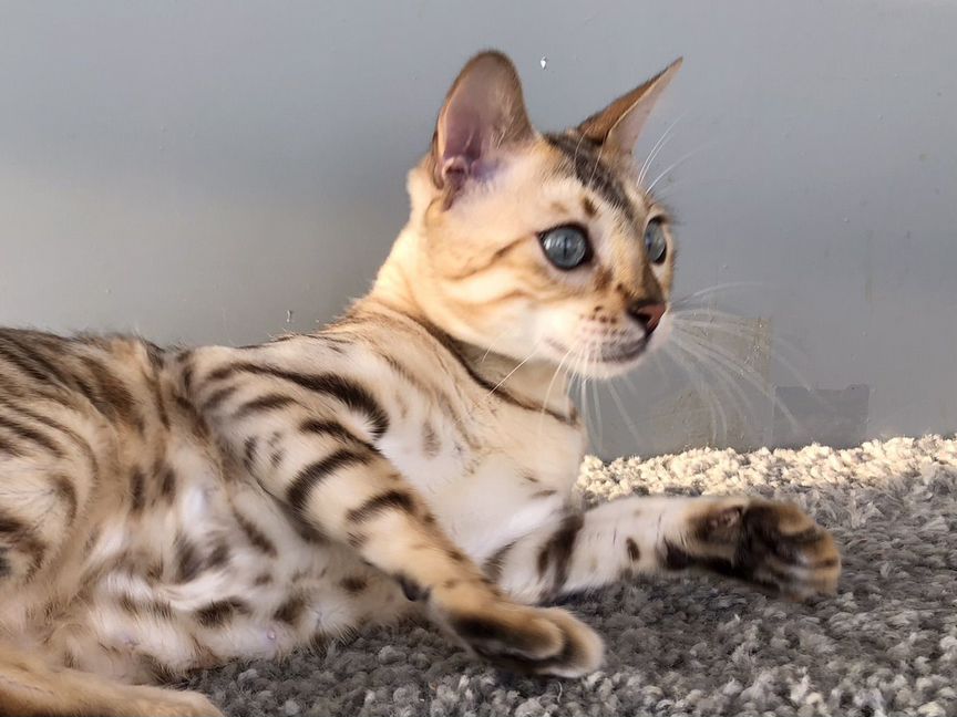 Бенгальская снежная кошечка