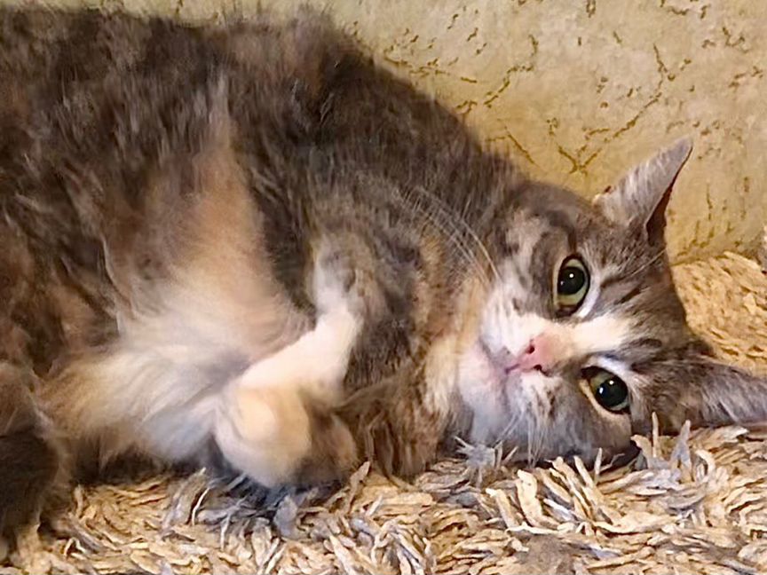 Кошка которая приносит счастье