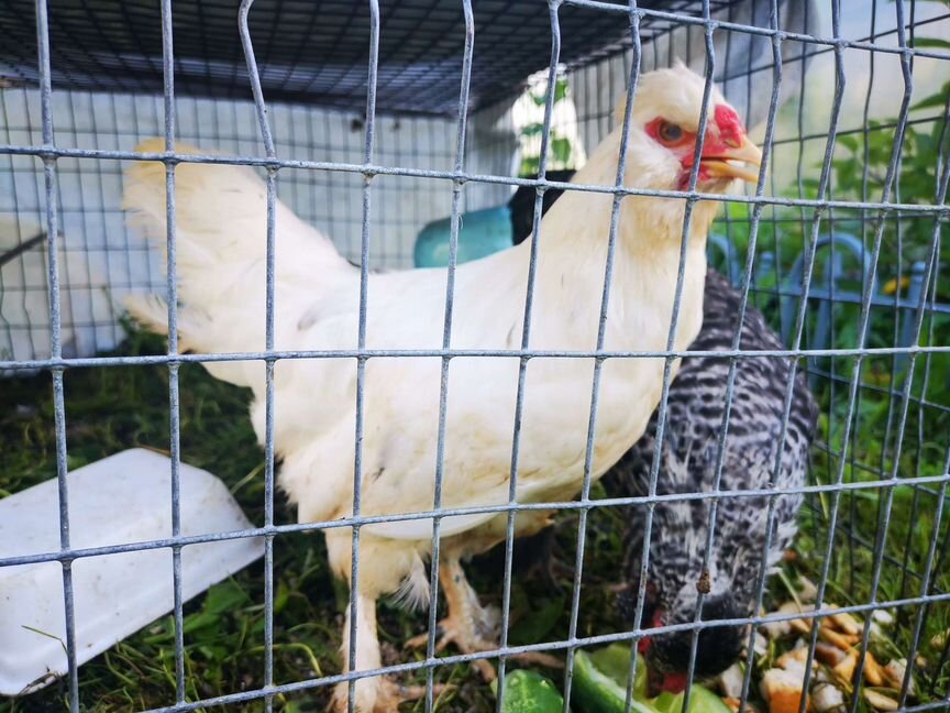 Петушки 3 месяца Китайский хохлатый +Легорн