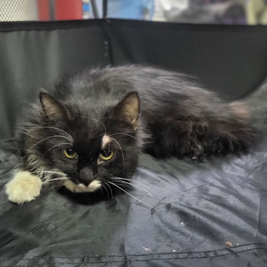 Взрослая, кошка в добрые руки