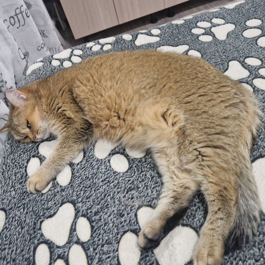 Британская короткошёрстная, взрослая кошка