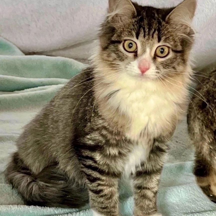 Эксклюзивная кошечка, 3,5 месяца