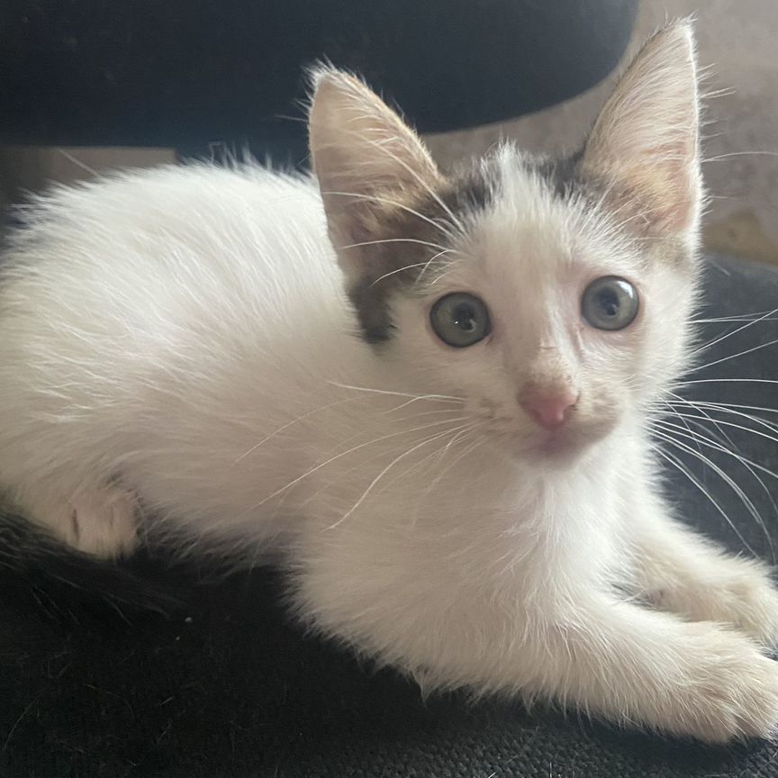 Котята в добрые руки бесплатно девочка