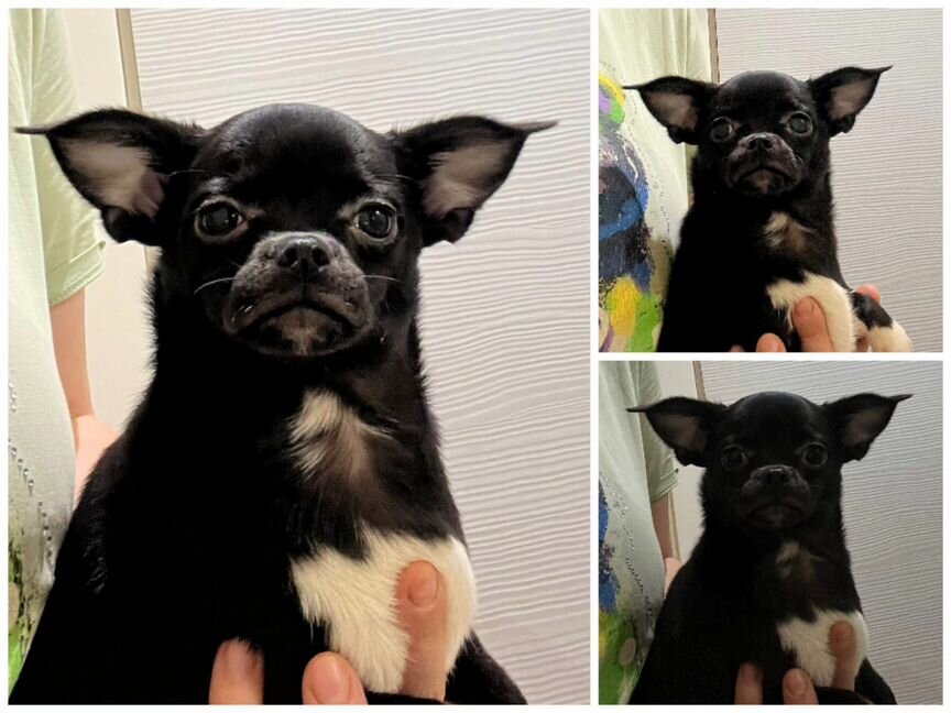 Чихуахуа Черный бриллиант