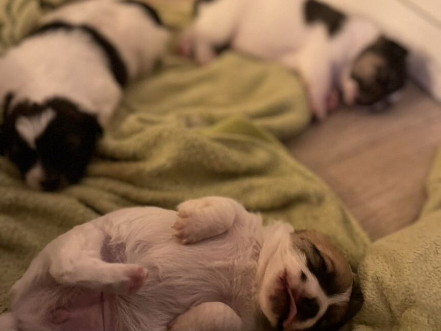 Собака в добрые руки