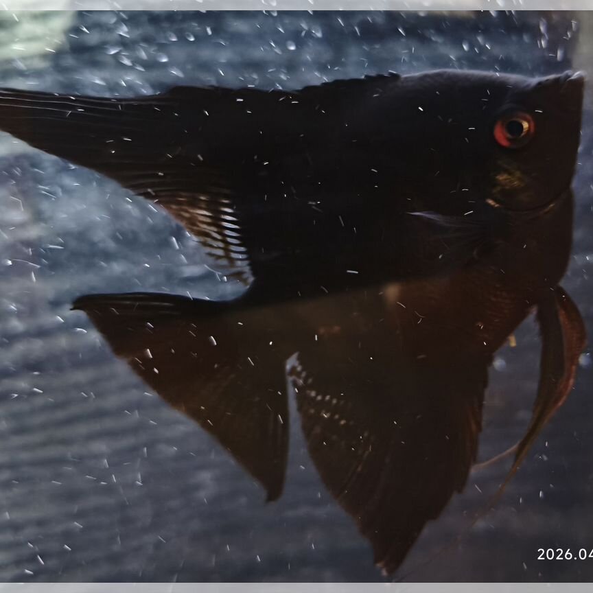 Скалярия черная 10 см