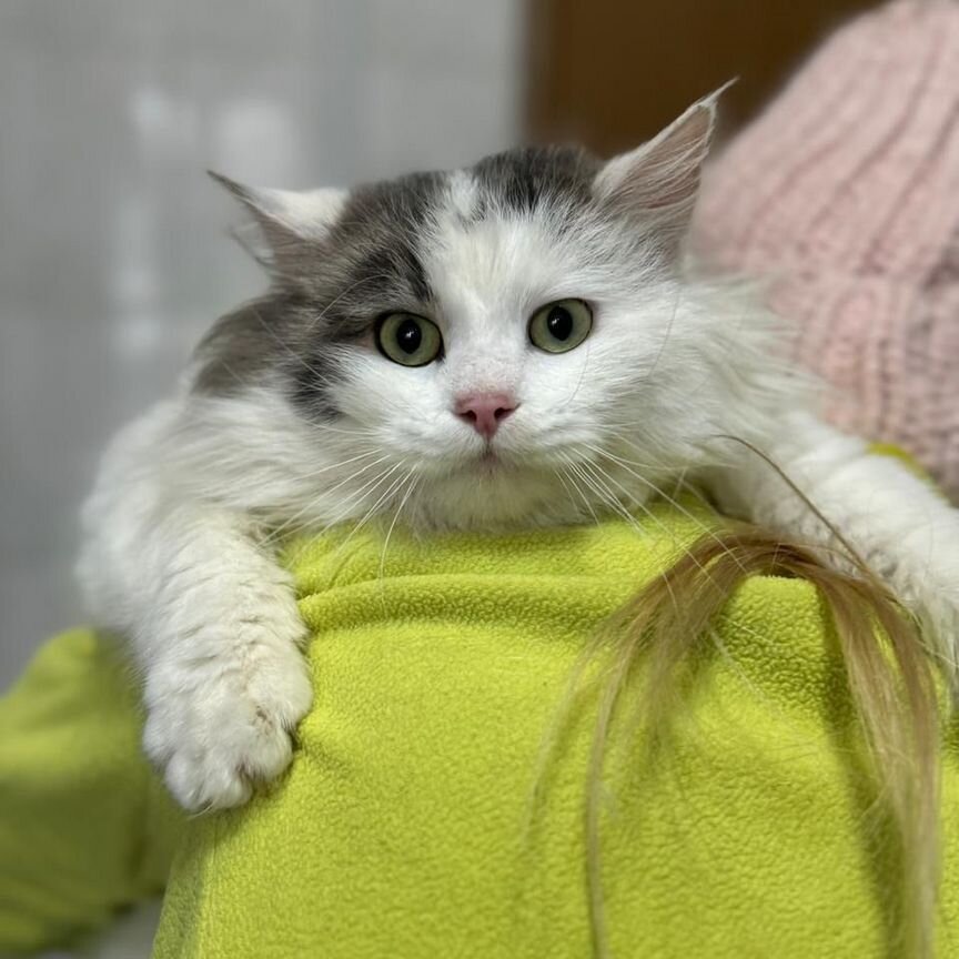 Ручной котик Зефир