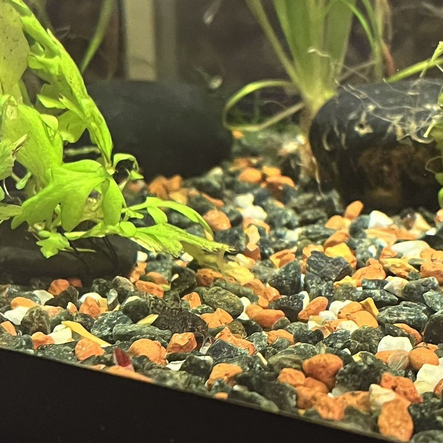 Коридорас крапчатый малек