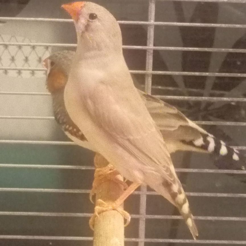 Зебровые амадины москва