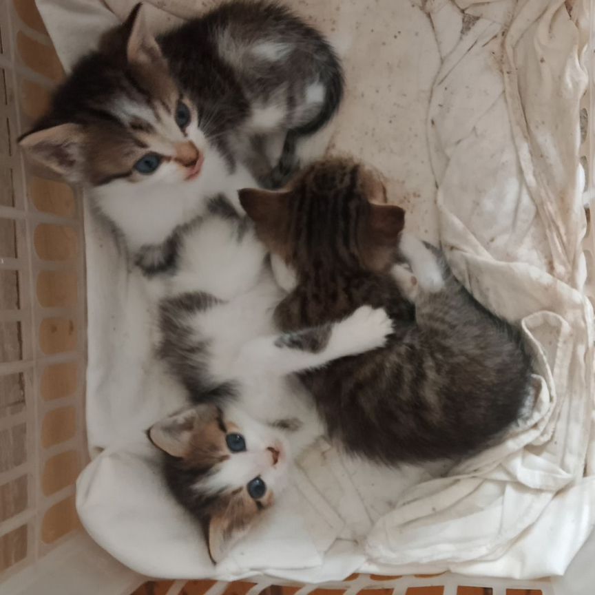 Котята в добрые руки бесплатно