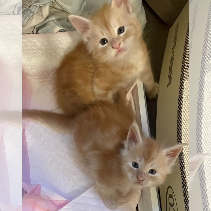 Мейн-кун котёнок