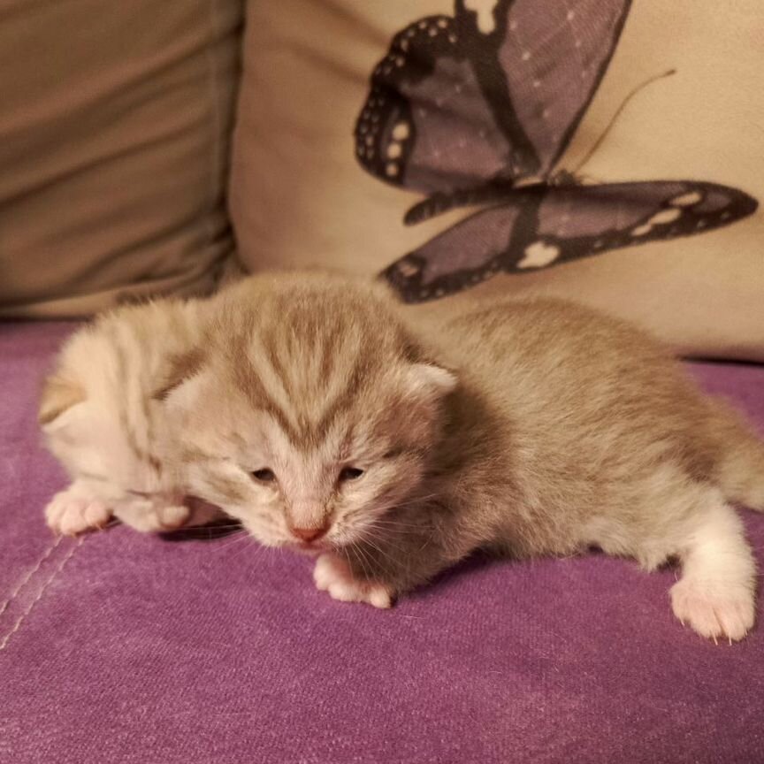 Британские котята