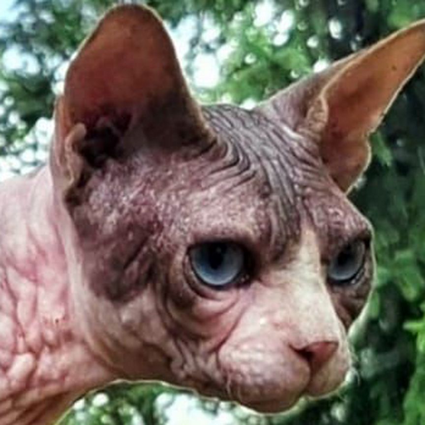 Канадский сфинкс, взрослый кот