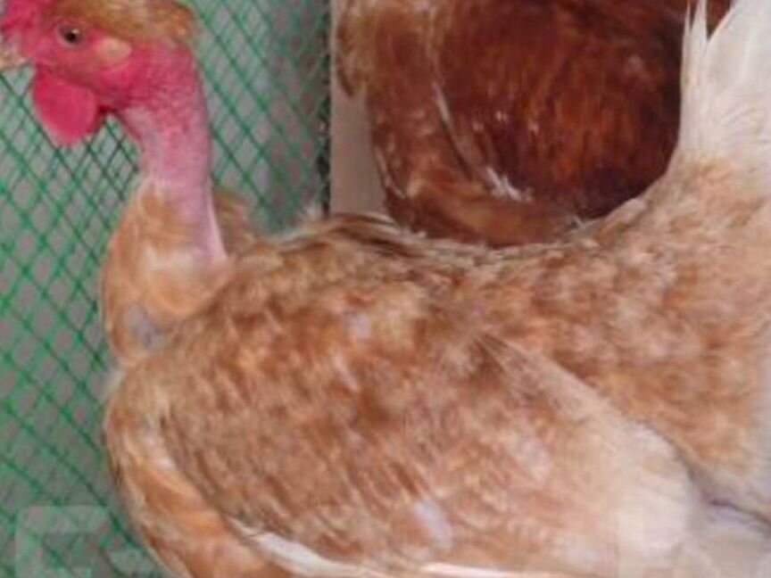 Цыплята голошейки,яйцо индоуток тяжёлой линии