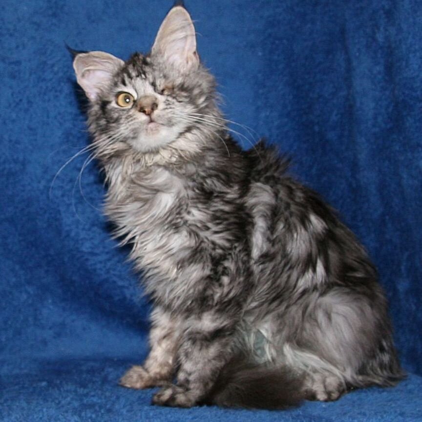 Мейн-кун котёнок