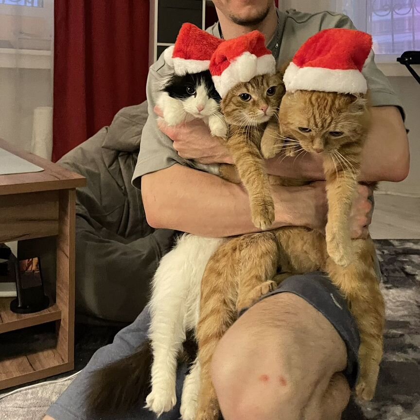 Отдам в добрые руки кошку