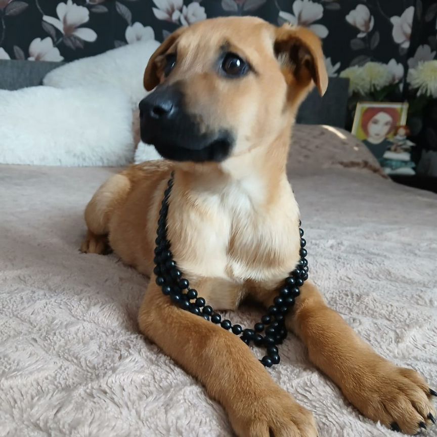 Сказочный щеночек в дар