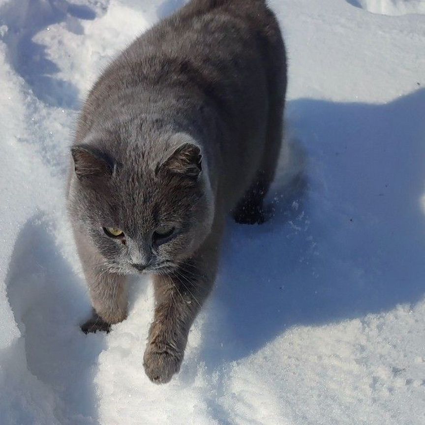 Британская кошка