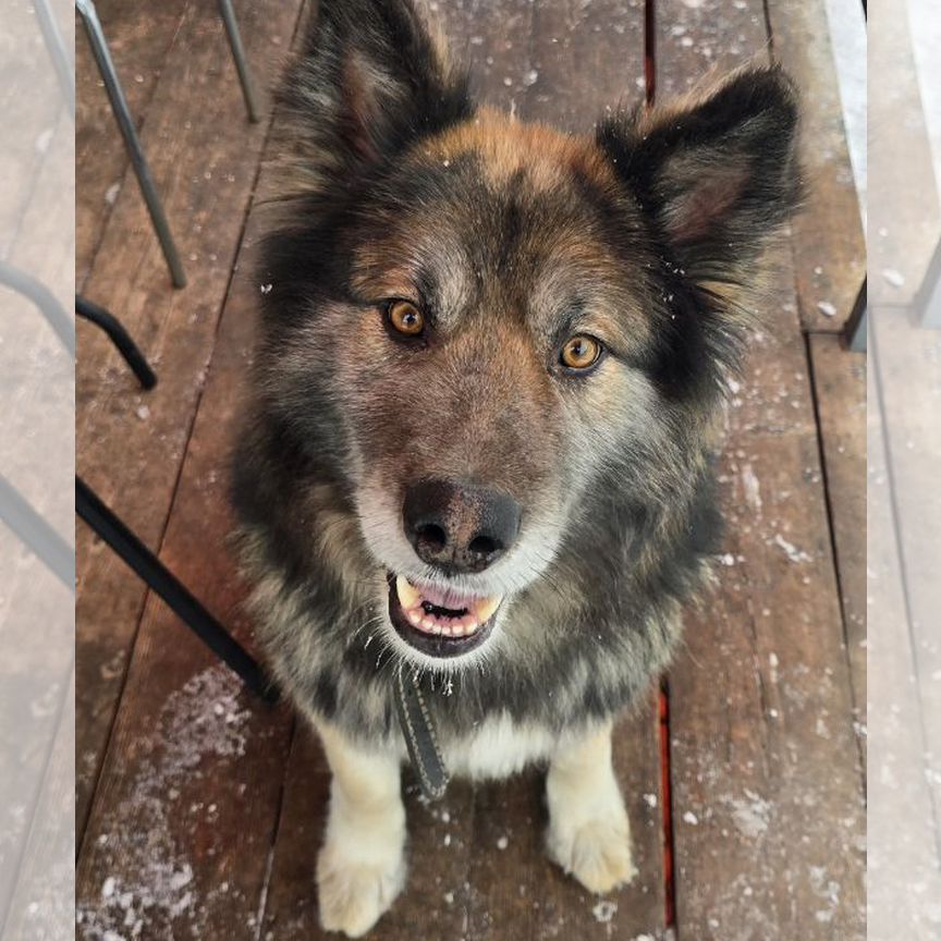 Взрослый пёс в добрые руки