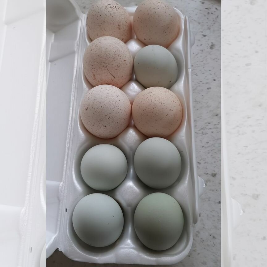 Инкубационное яйцо кур