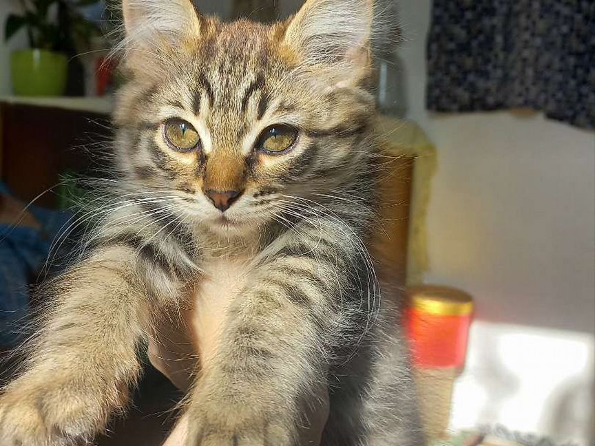 Котенок девочка полосатая