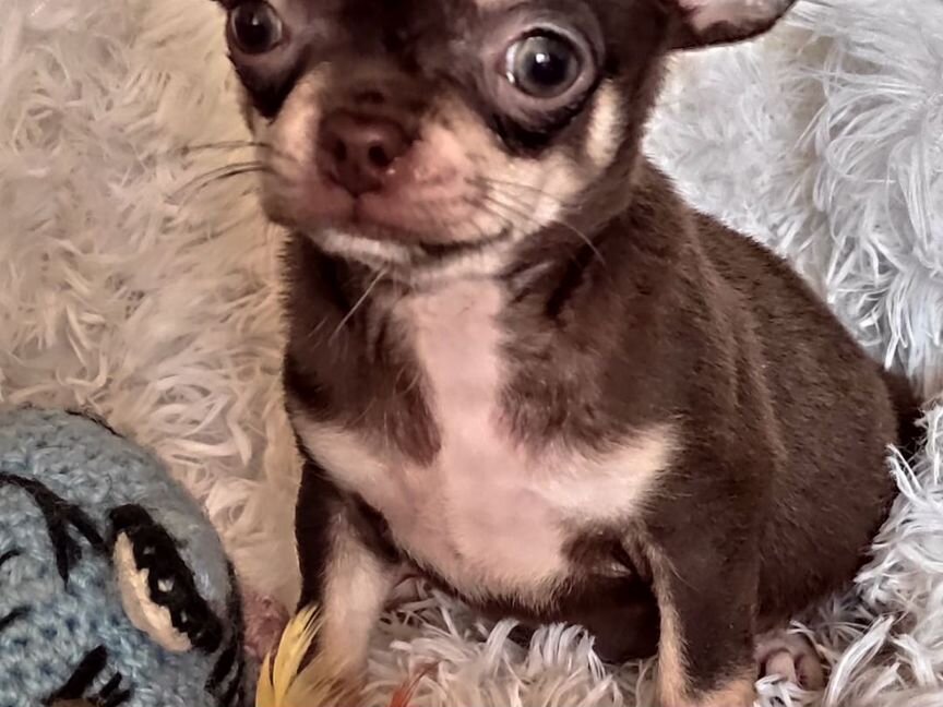 Щенки чихуахуа мини