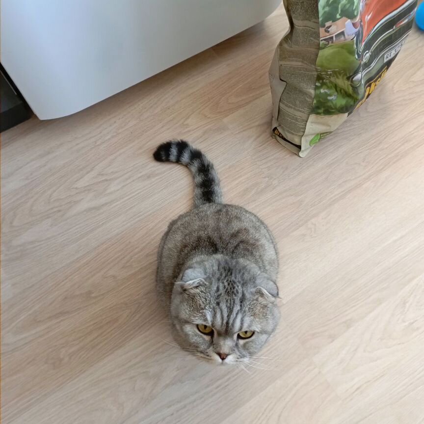 Вислоухая кошка отдам