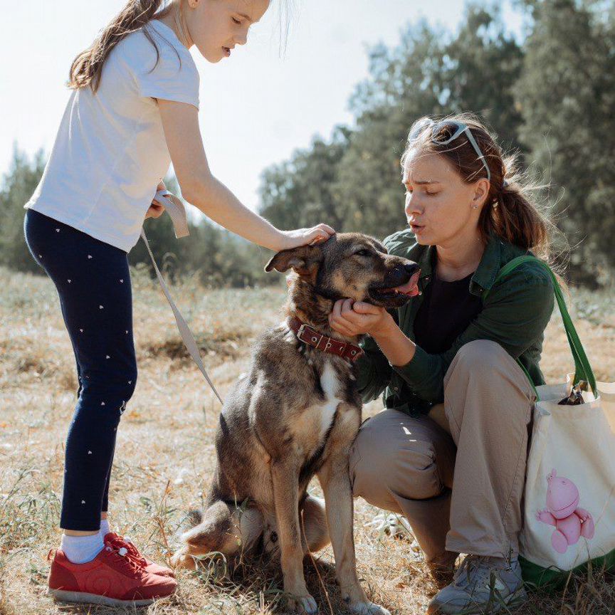 Собака в добрые руки