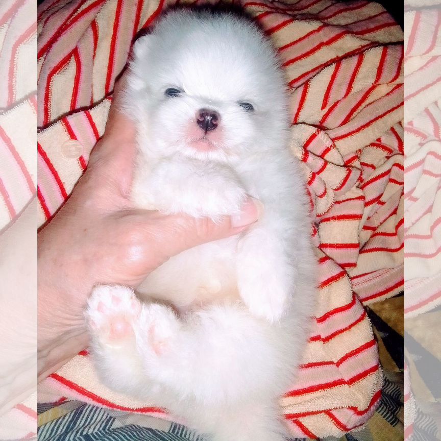 Померанский шпиц, щенок