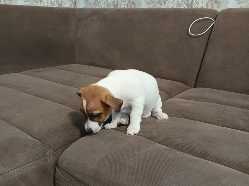 Собаки щенки