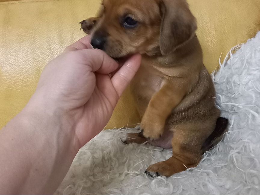 Щеночки