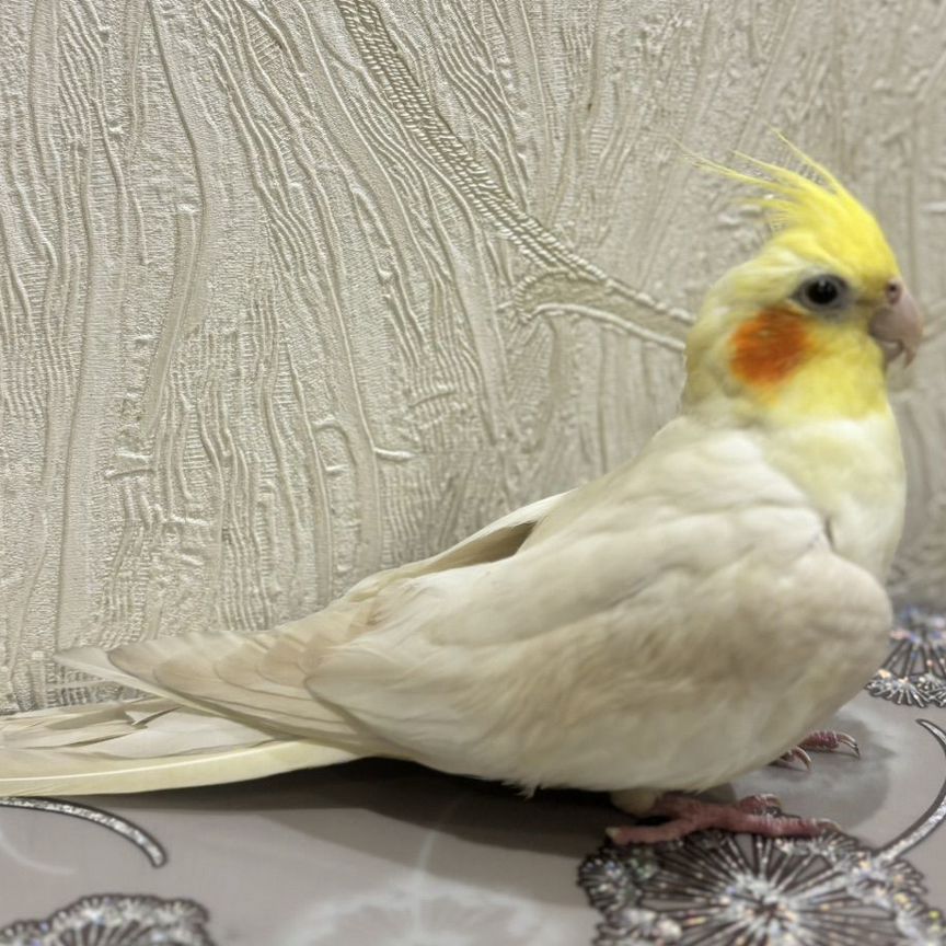 Попугай
