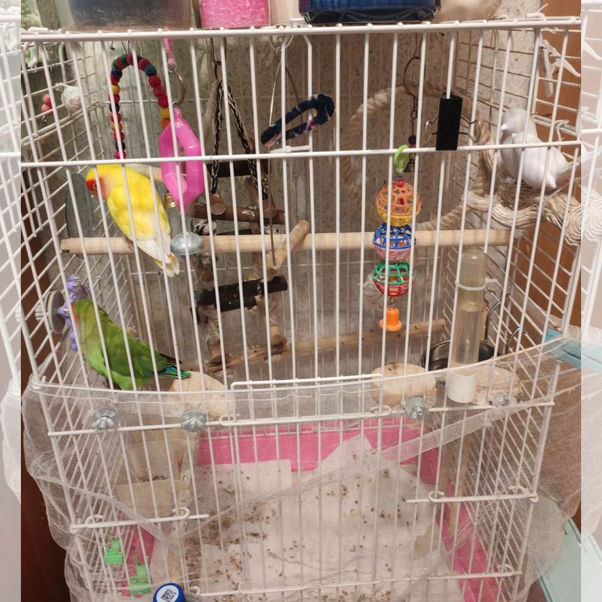 Попугаи неразлучники с клеткой