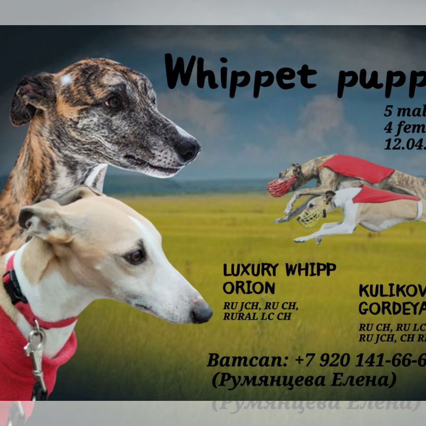 Уиппеты