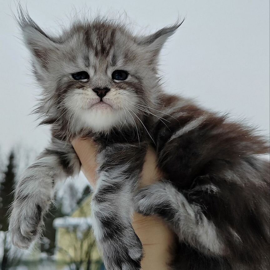 Мейн-кун кошка