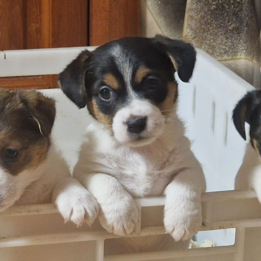 Джек расл терьер щенки