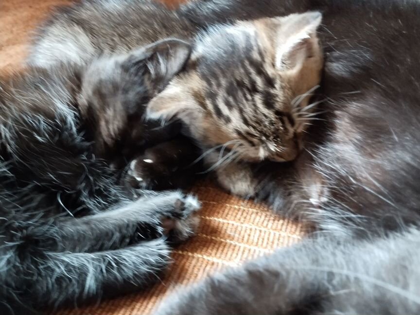 Подарю котят в хорошие руки