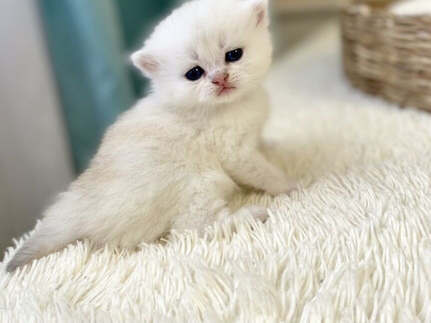 Котик бегемотик)