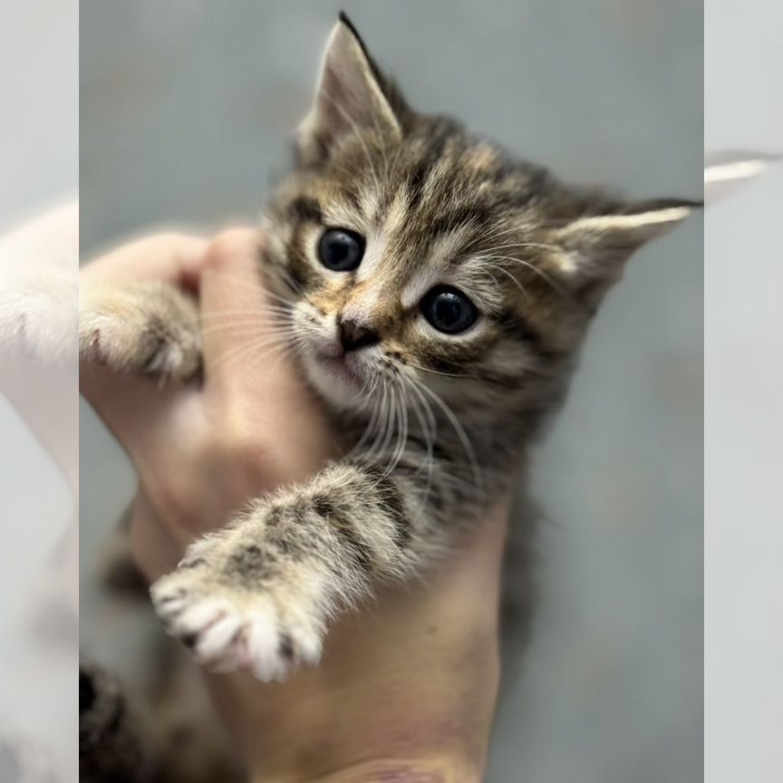 Котята (1 месяц)