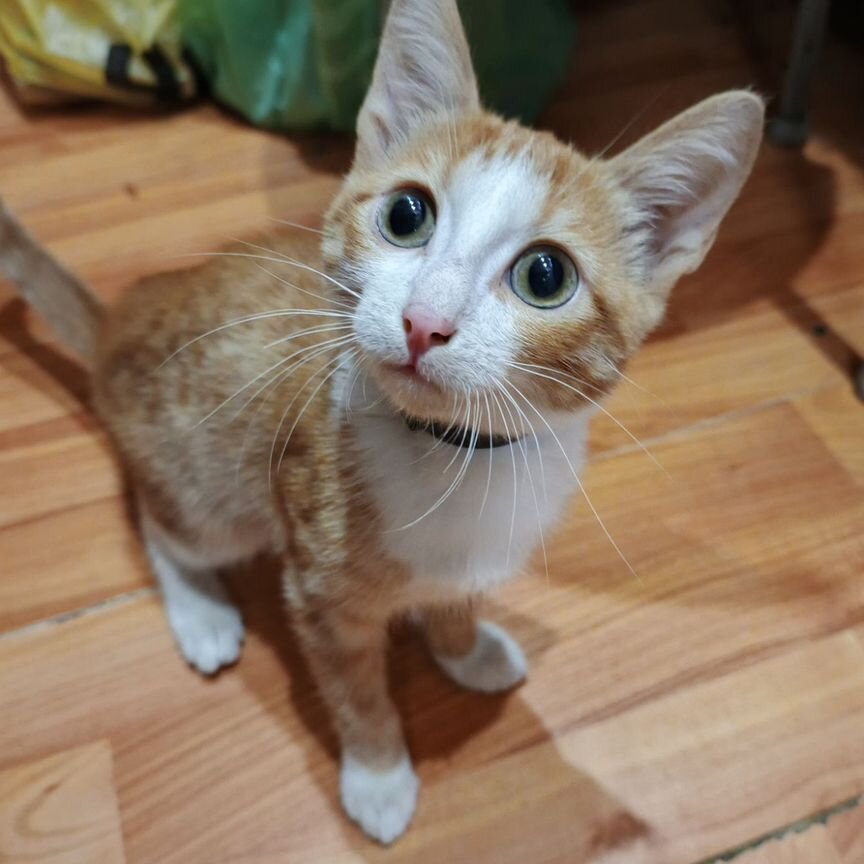 Котёнок в добрые руки