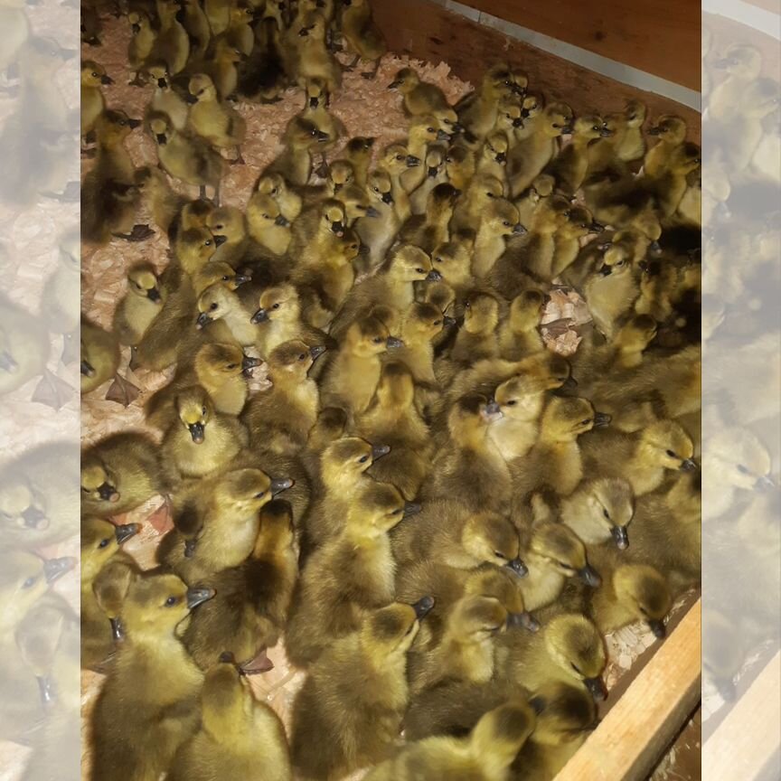 Гусята суточные