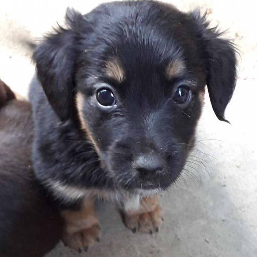 Два щенка, 3 мемяца