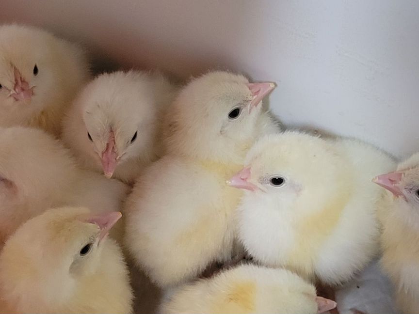 Цыплята суточные несушки Декалб Уайт