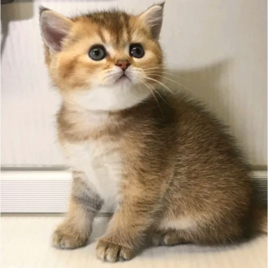 Шотландские котята чёрное золото