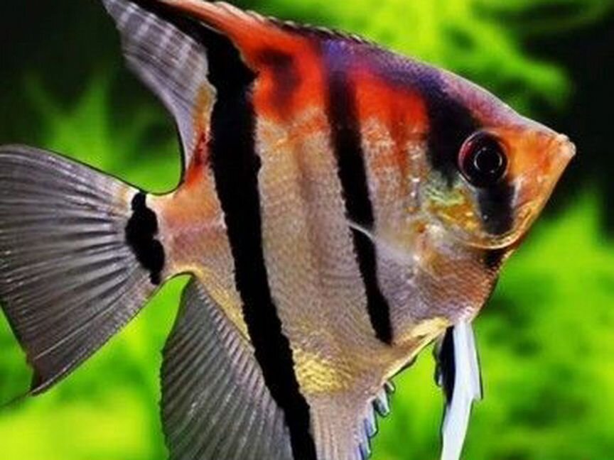 Отдам в добрые руки 3 рыбки