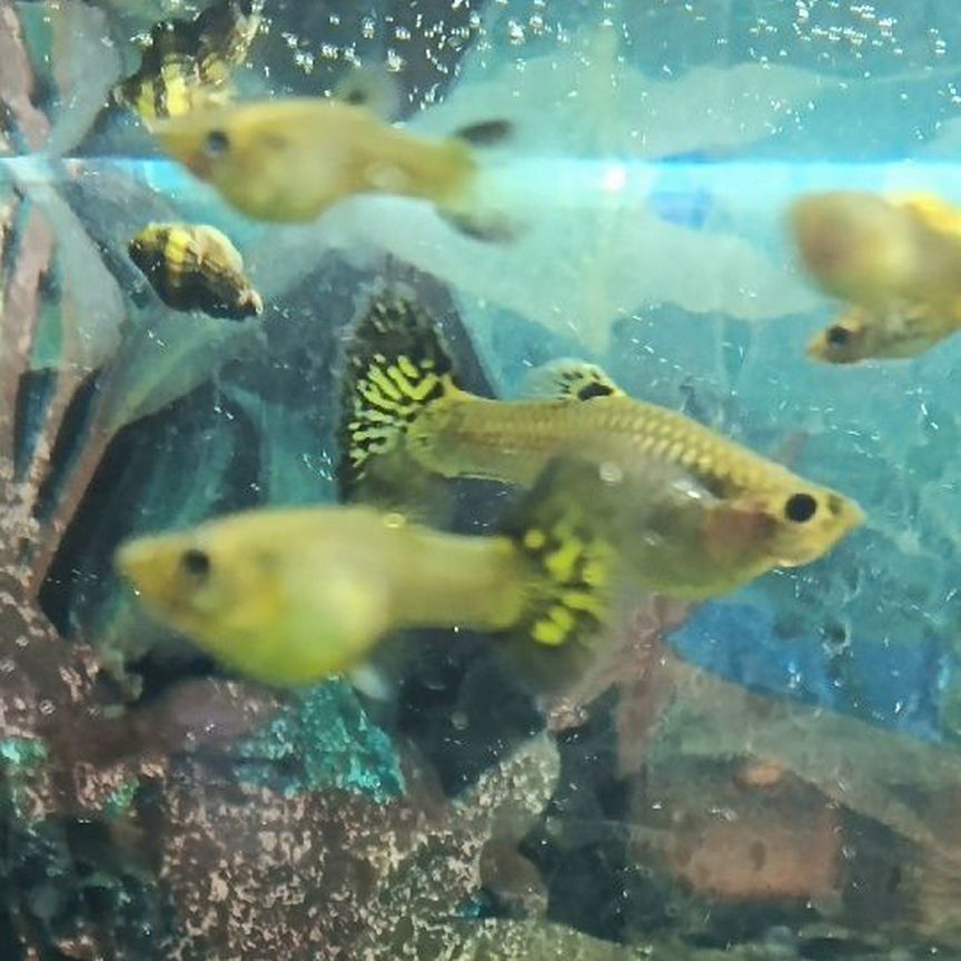 Гуппи (мальки)